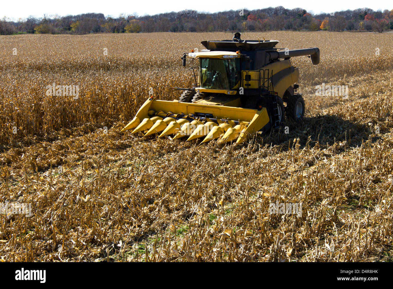 End of the summer, corn harvesting started Stock Photo - Alamy