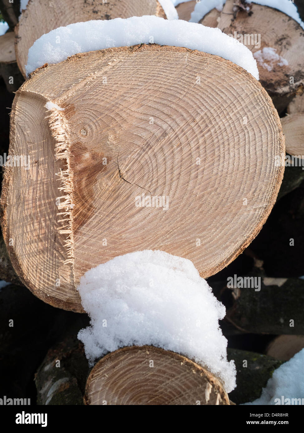 section of cut tree Stock Photo - Alamy