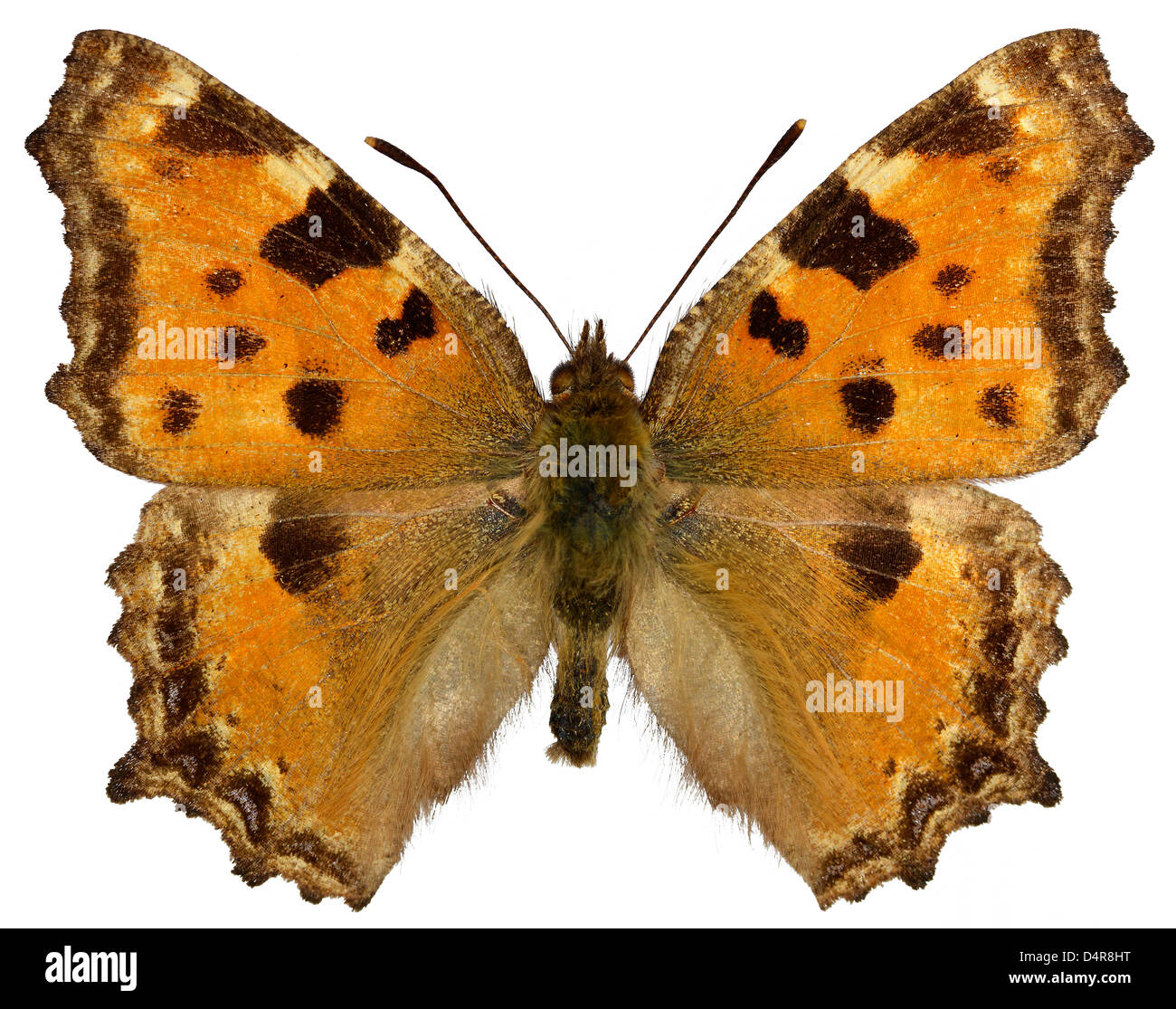 Blackleg Tortoiseshel or Large Tortoiseshell (Nymphalis polychloros ...