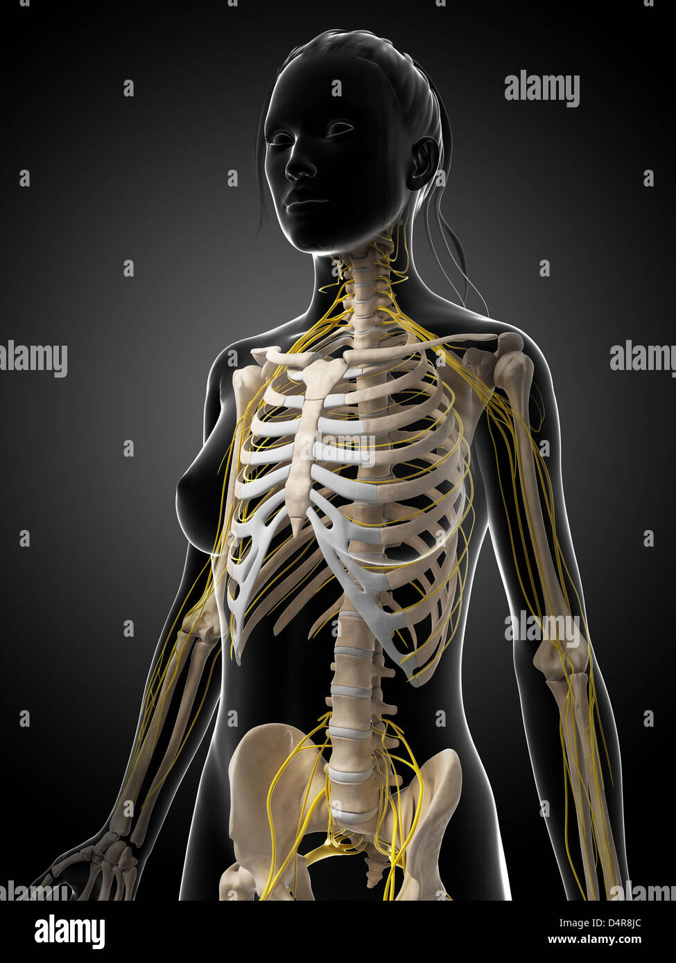 Female nervous system Stock Photo - Alamy