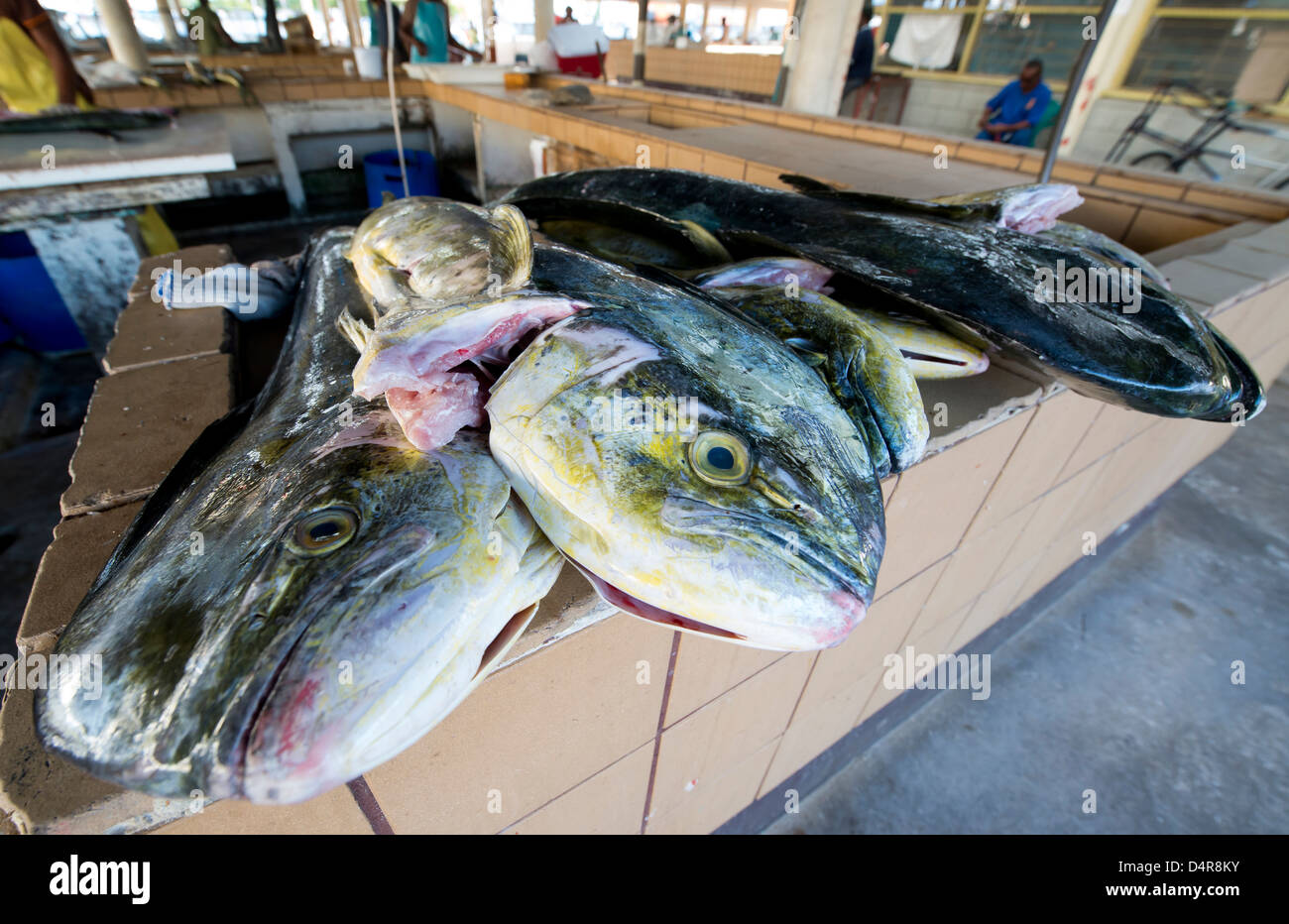 fresh dolphin (mahi-mahi) sit on a counter in Bridgetown fish market ...