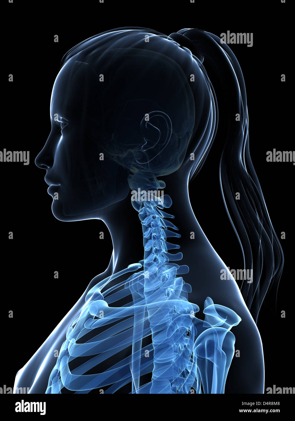 Woman skeleton hi-res stock photography and images - Alamy