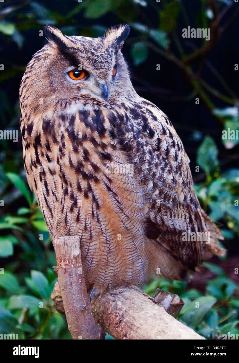 Eurasian Eagle Owl (bubo bubo Stock Photo - Alamy