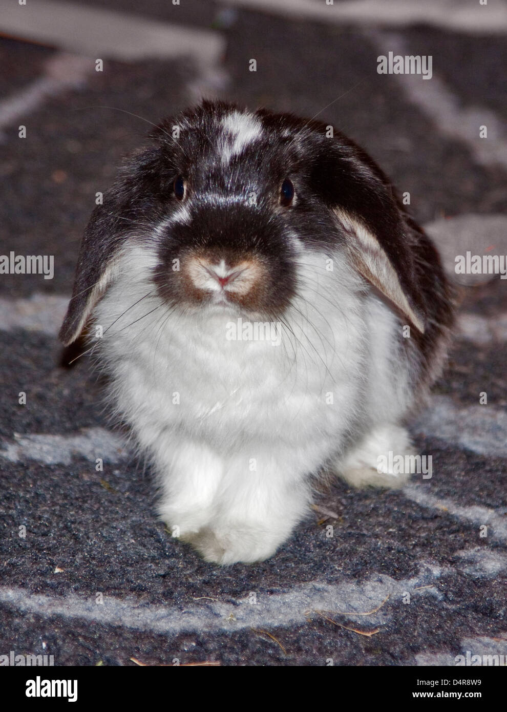 Black and white lop eared rabbit hi-res stock photography and images ...