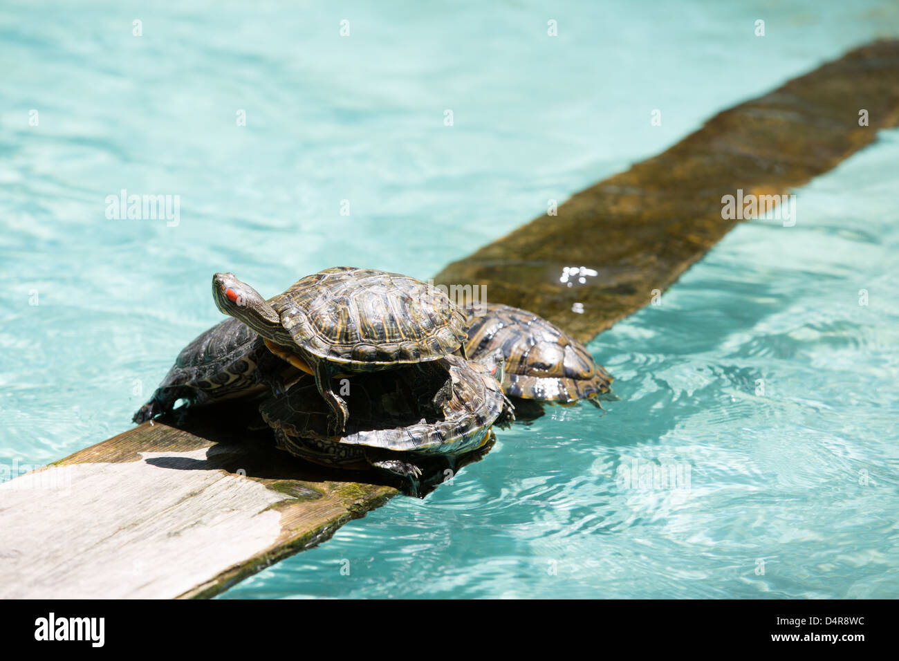 Turtles are top of each other on a board in a sunny day enjoying ...