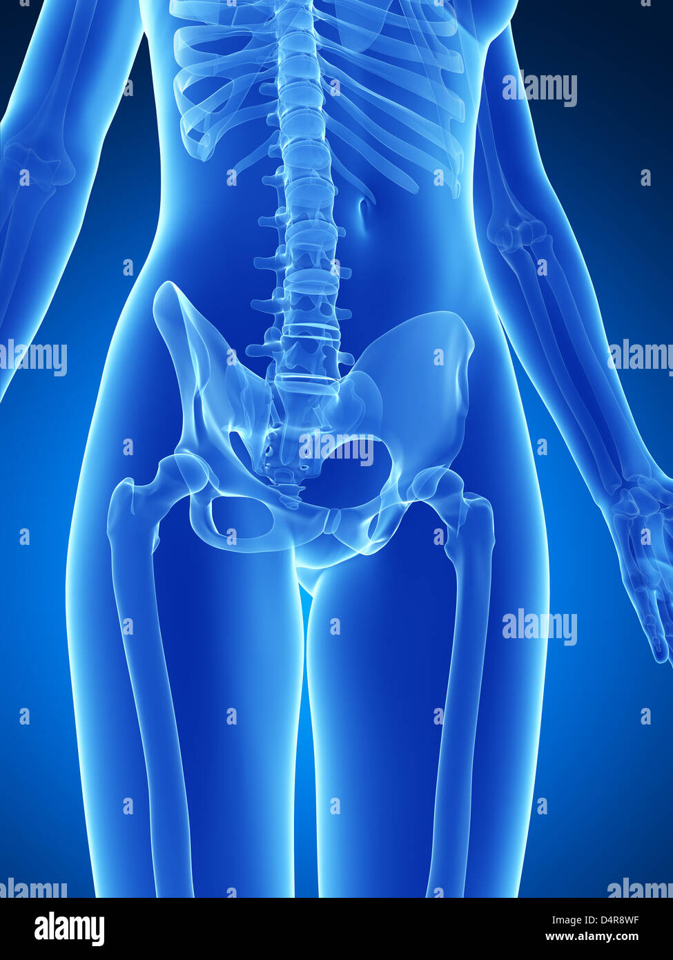 Female skeleton hi-res stock photography and images - Alamy