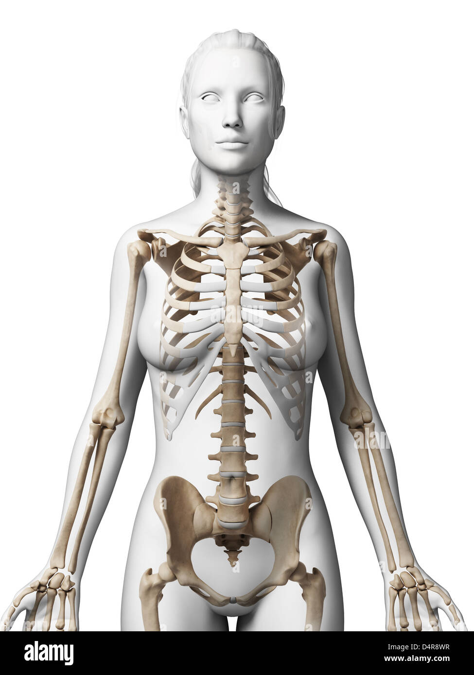 3d female kidney transparent hi-res stock photography and images - Alamy