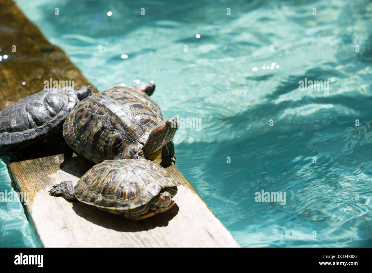 Sunbathing turtles are sticking out their heads on the board Stock Photo - Alamy