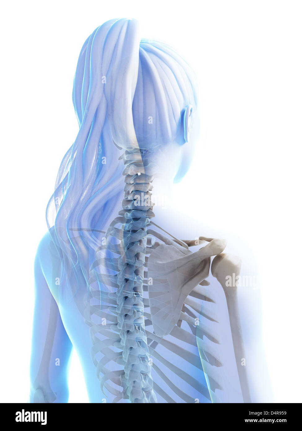 3d woman skeleton hi-res stock photography and images - Alamy