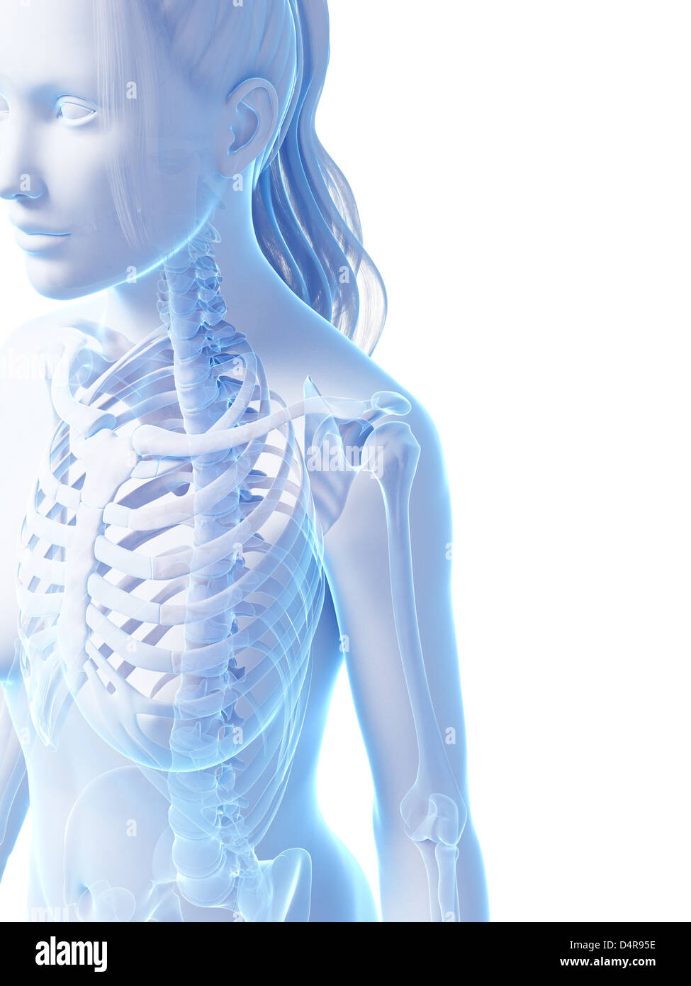 3d female kidney transparent hi-res stock photography and images - Alamy