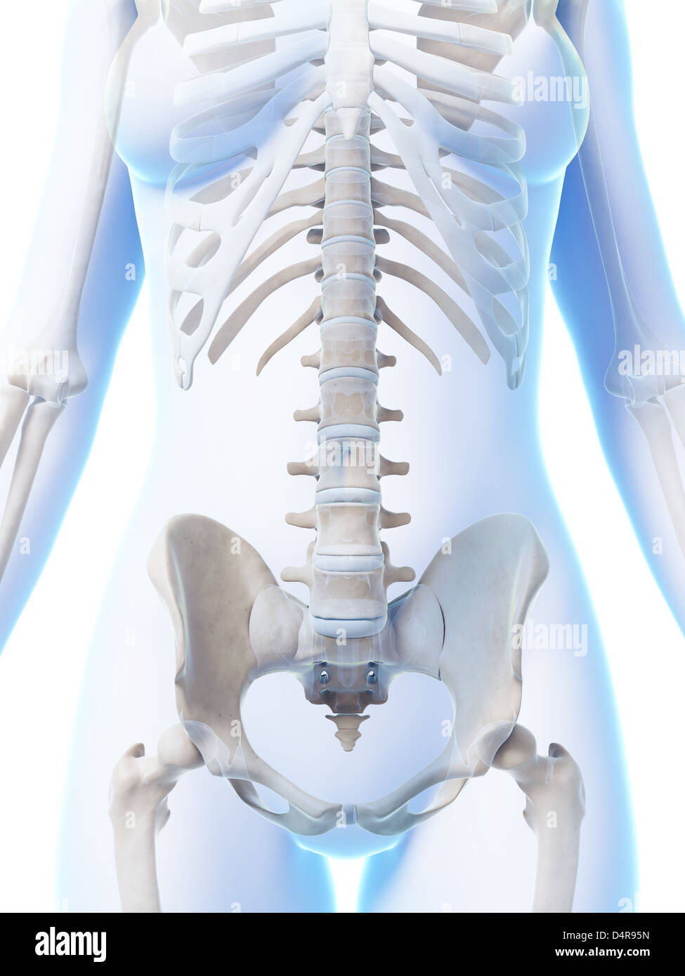 3d female kidney transparent hi-res stock photography and images - Alamy