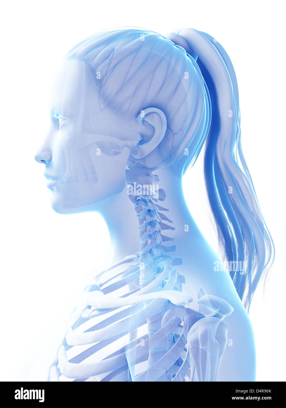 Female skeleton hi-res stock photography and images - Alamy