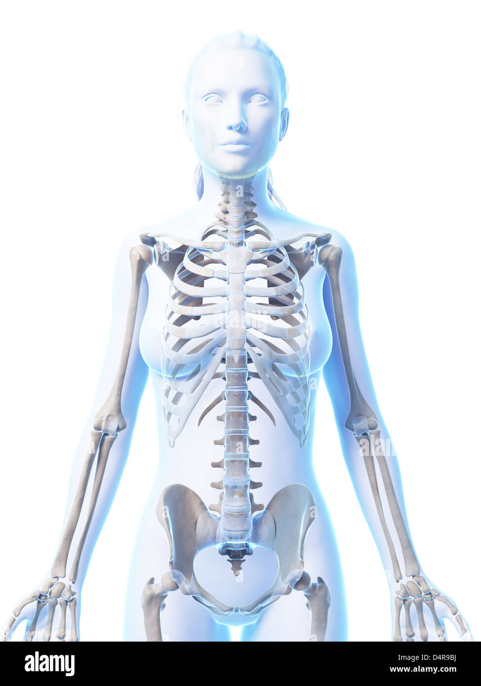 3d female kidney transparent hi-res stock photography and images - Alamy