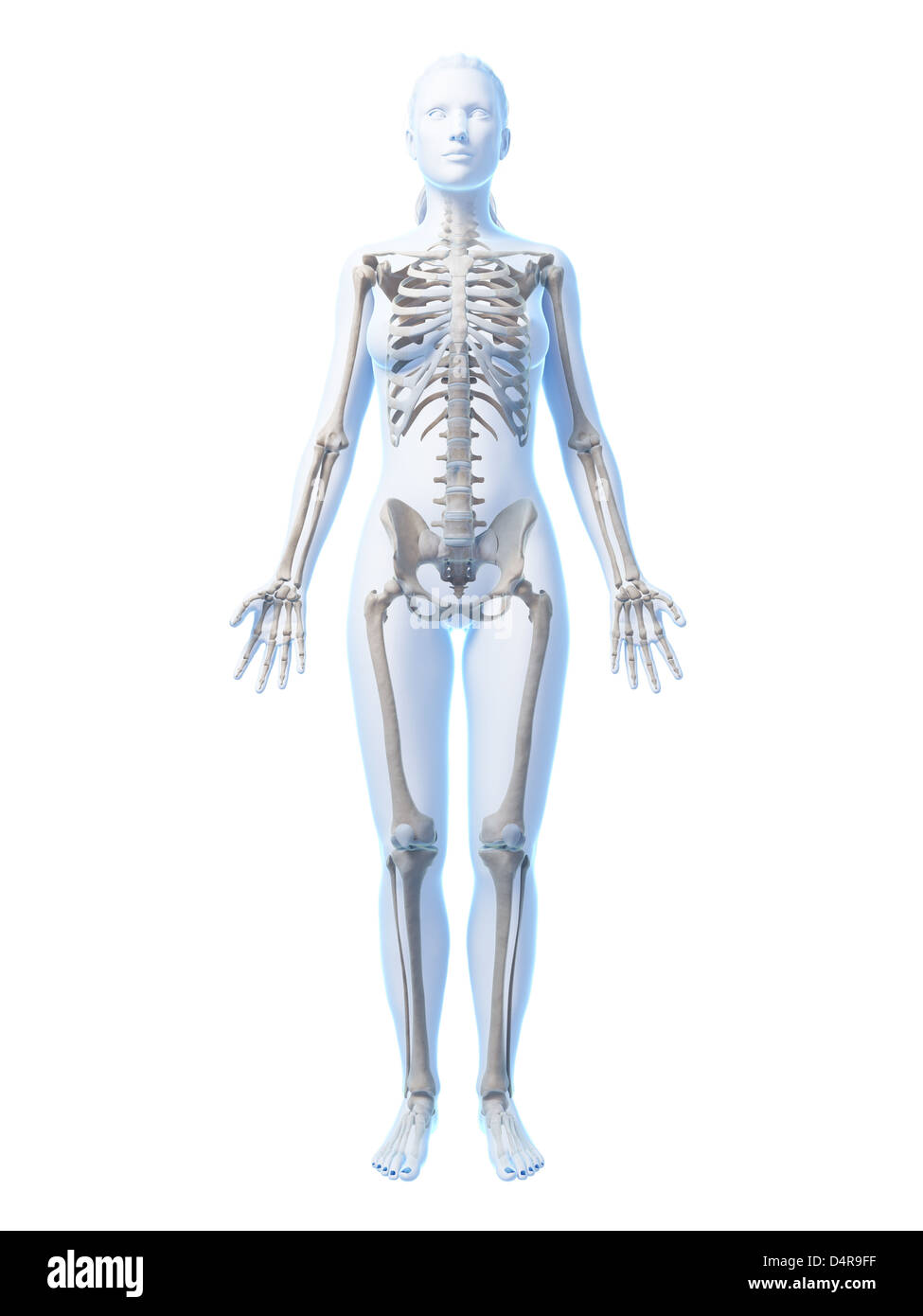 Female anatomy diagram Cut Out Stock Images & Pictures - Alamy