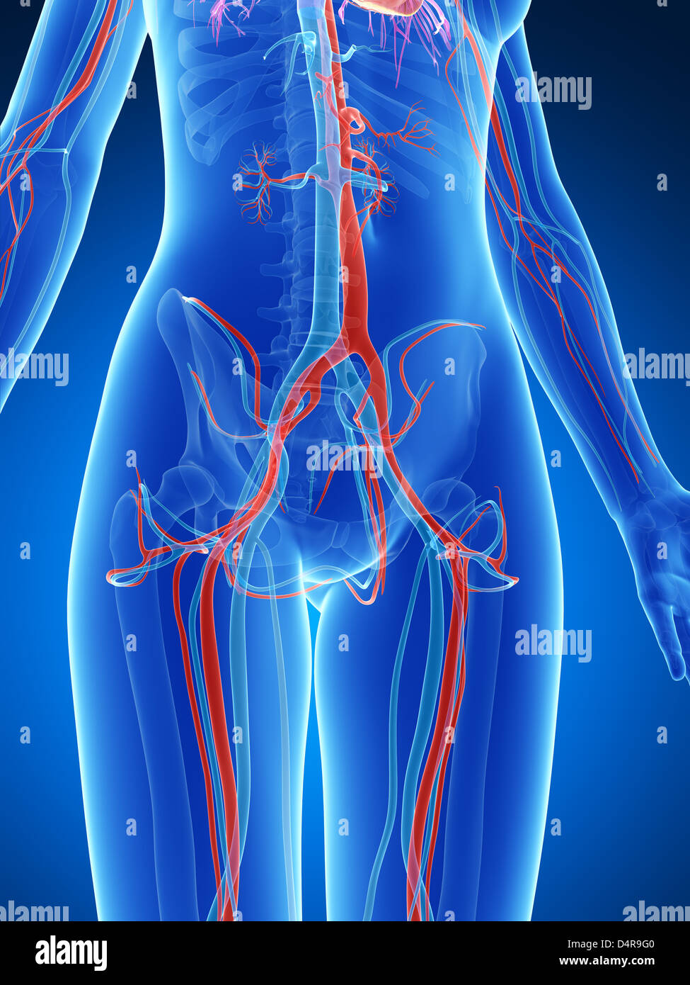 Human vascular system Stock Photo - Alamy