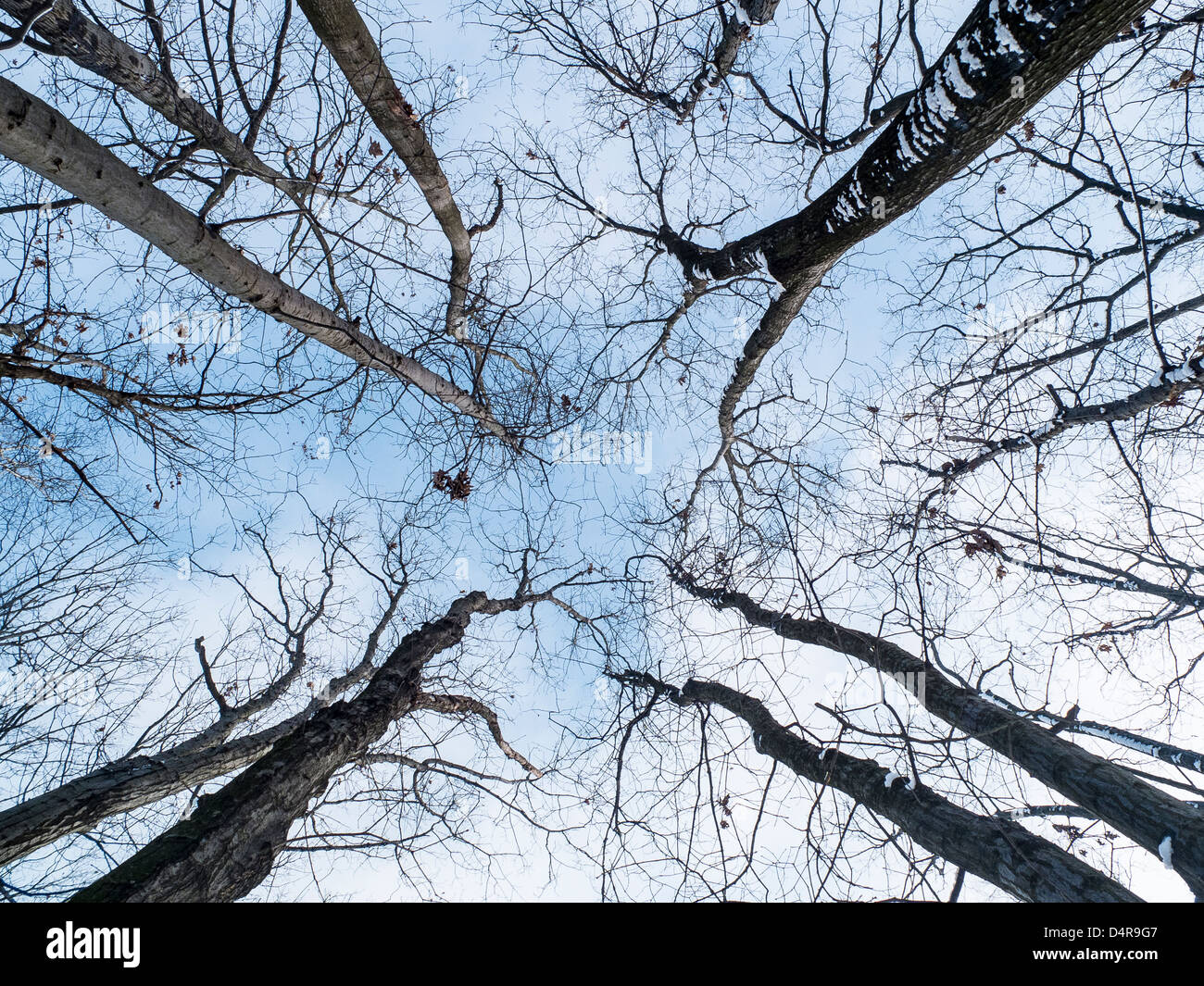 tree tops seen from below Stock Photo - Alamy