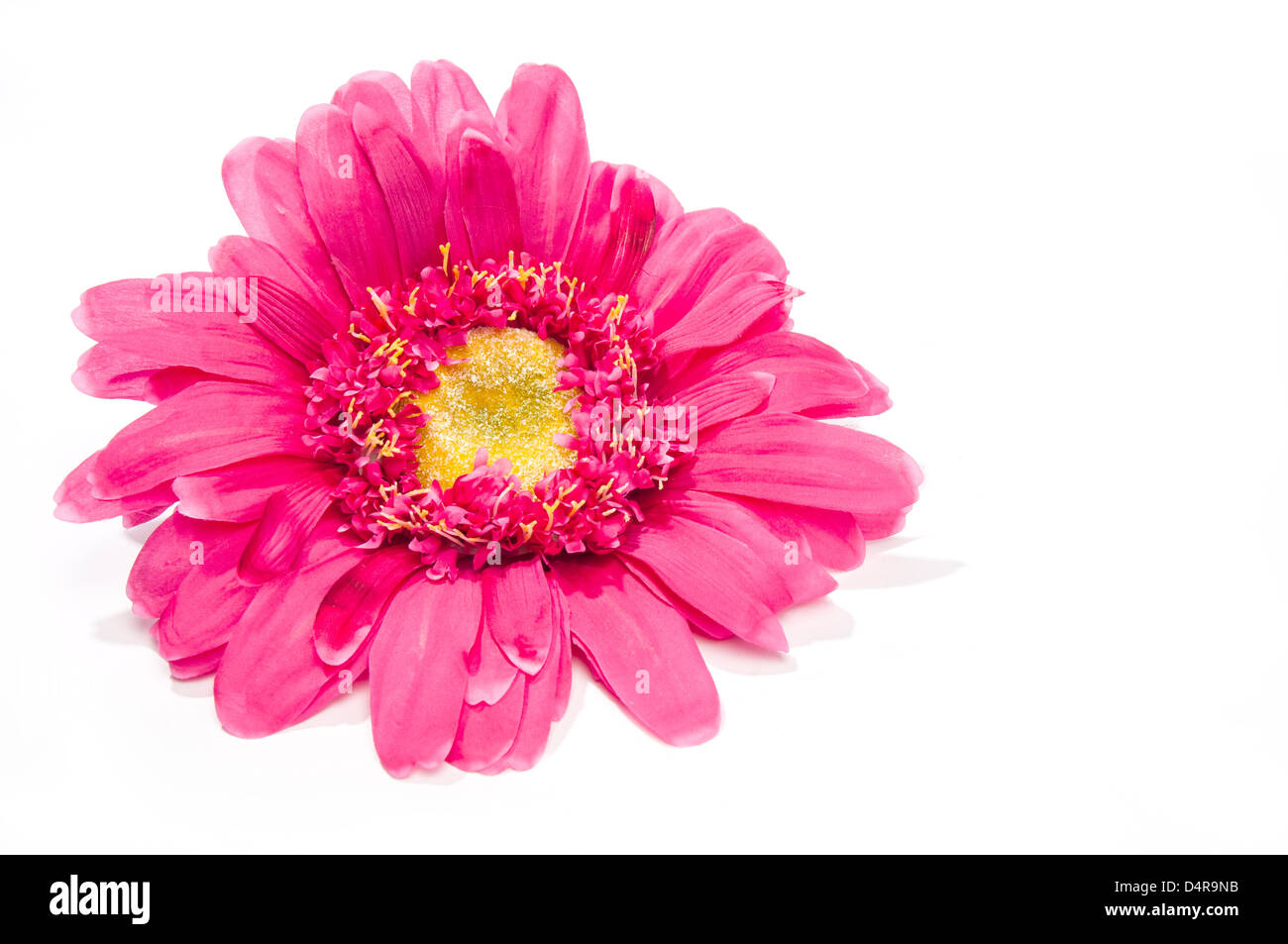 Pink sunflower hi-res stock photography and images - Alamy