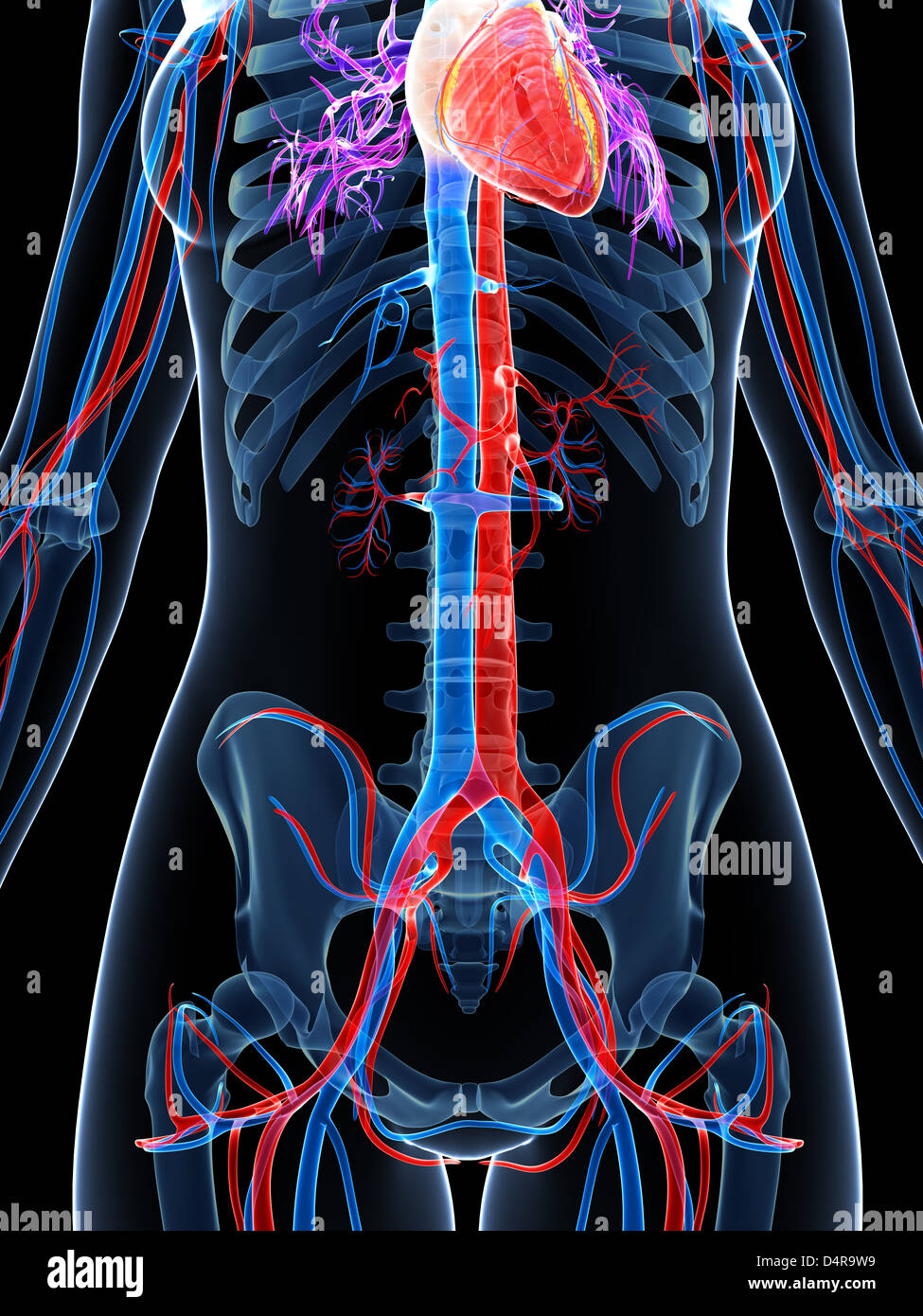 Human vascular system Stock Photo - Alamy