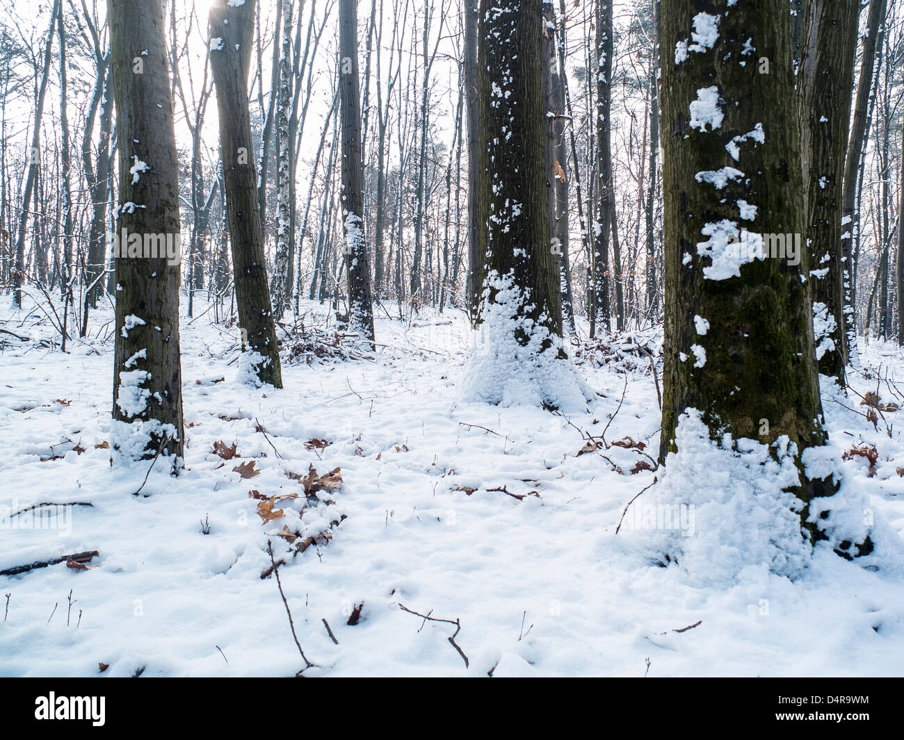 forest with snow Stock Photo - Alamy