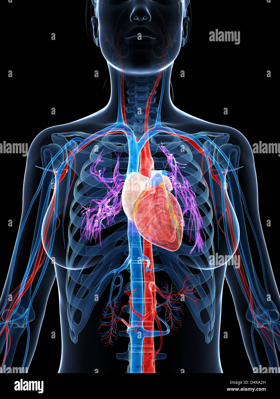Human vascular system Stock Photo - Alamy