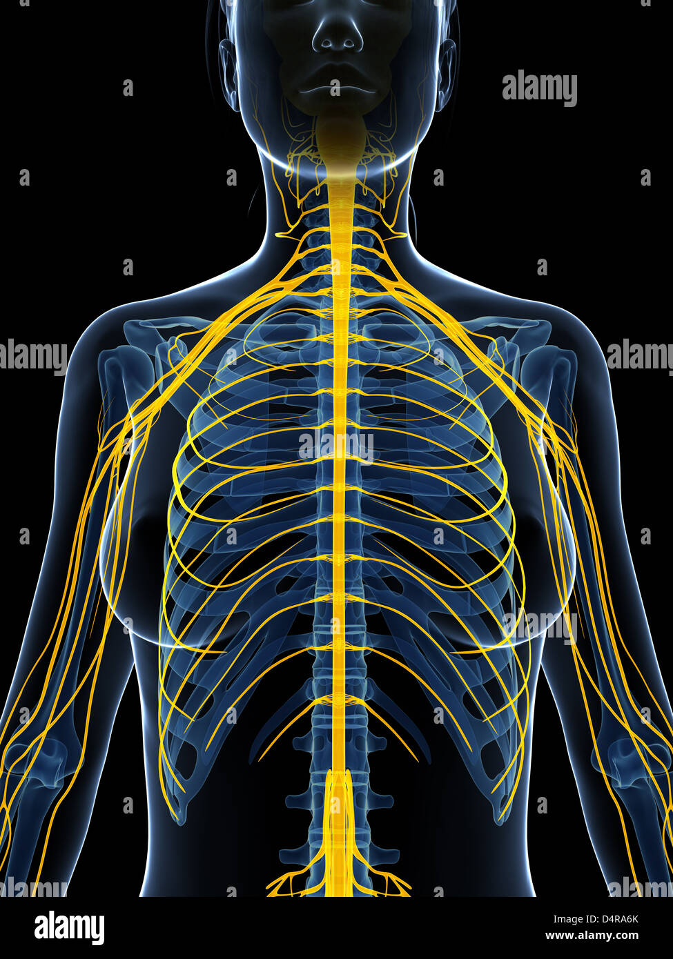 Female nervous system Stock Photo - Alamy