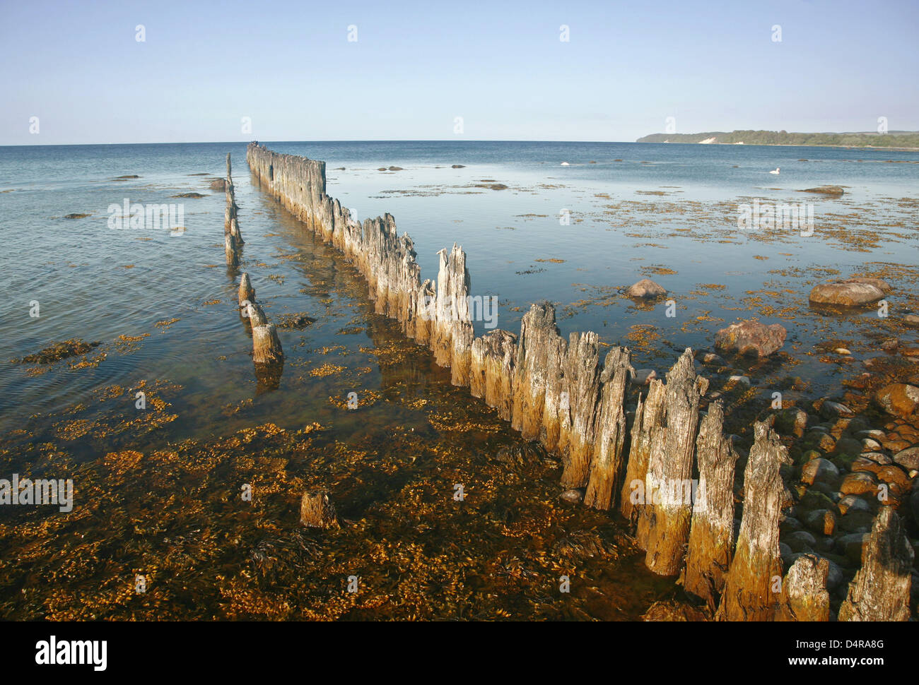 An old seaweed and algae covered jetty near Glowe on Baltic Sea island ...