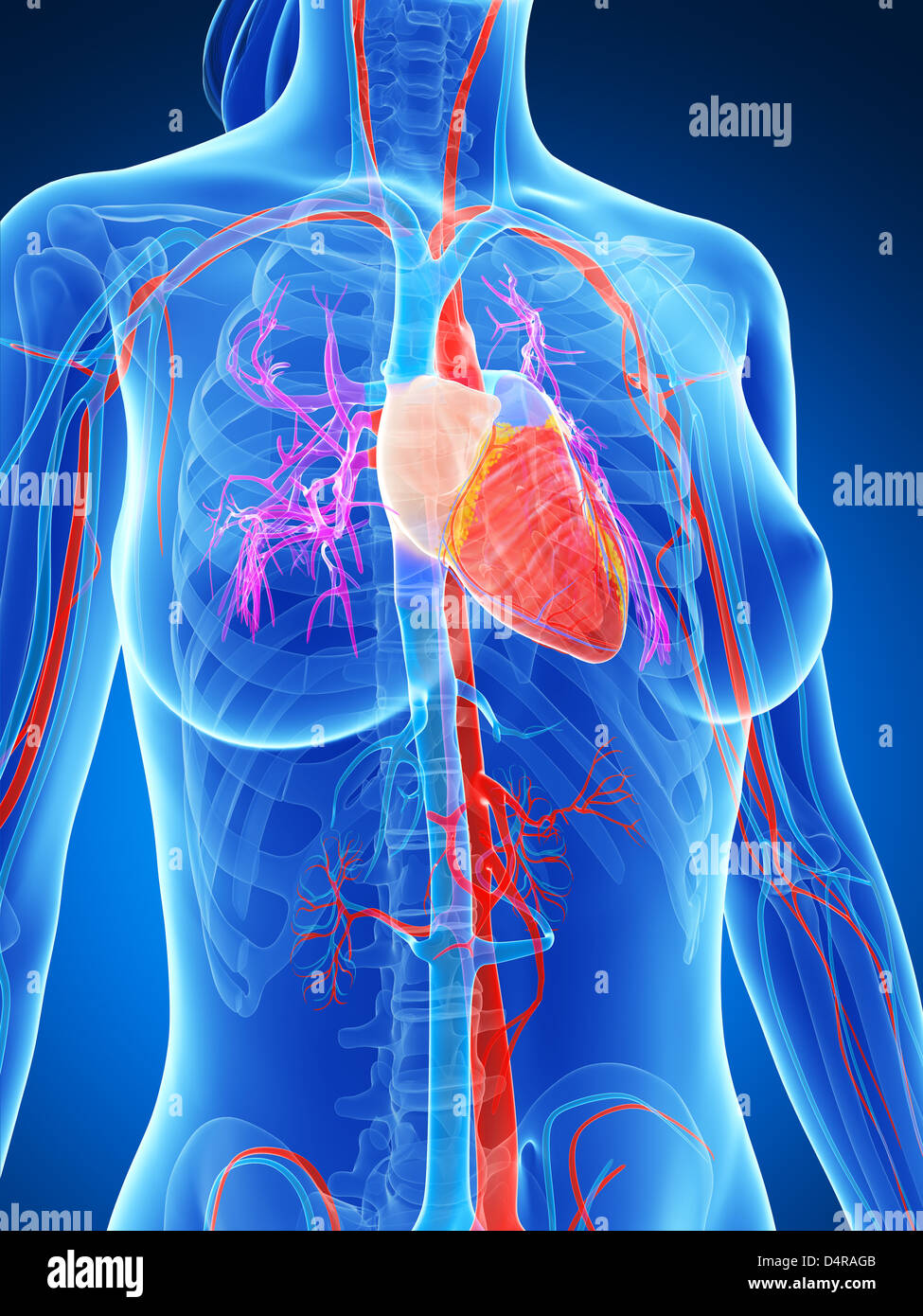 Human vascular system Stock Photo - Alamy