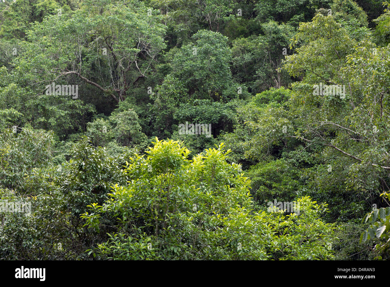 Crystal Cascades, Redlynch Valley, Cairns, North Queensland, Australia ...