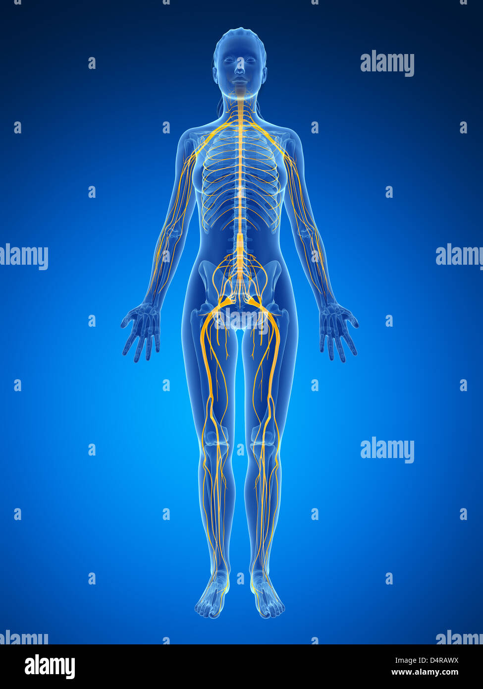 Female nervous system Stock Photo - Alamy