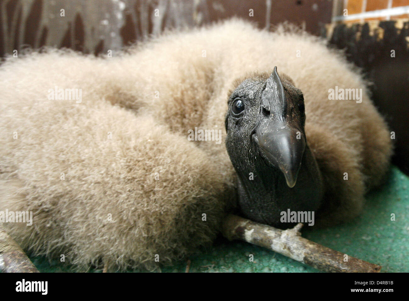 A young Andean Condor sits in his nest in the zoo in Nuremberg, Germany ...