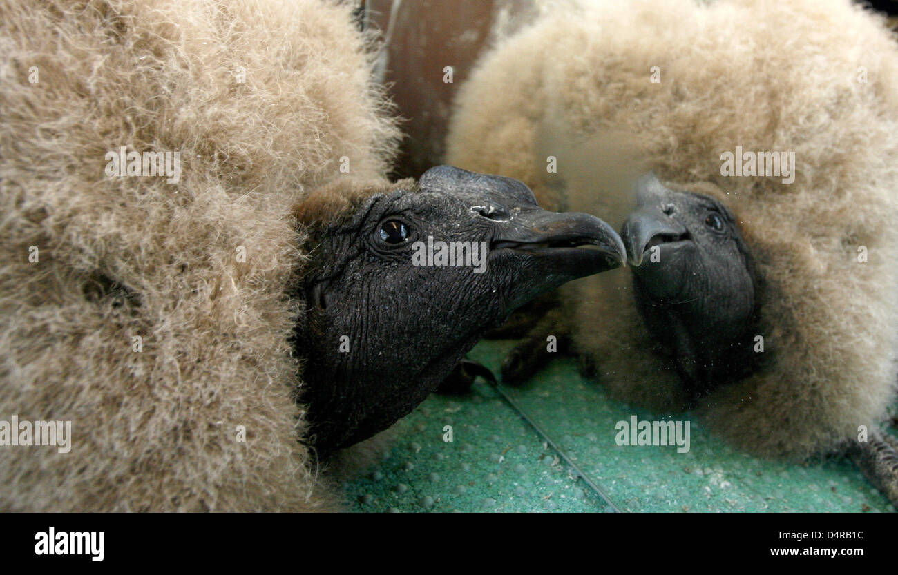 Condor Nest High Resolution Stock Photography and Images - Alamy