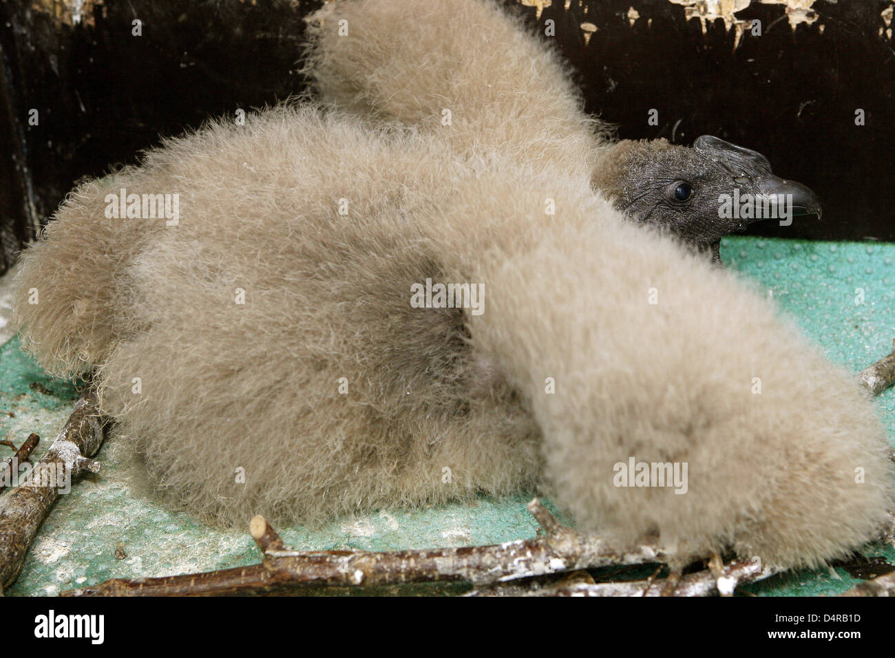 A young Andean Condor sits in his nest in the zoo in Nuremberg, Germany ...