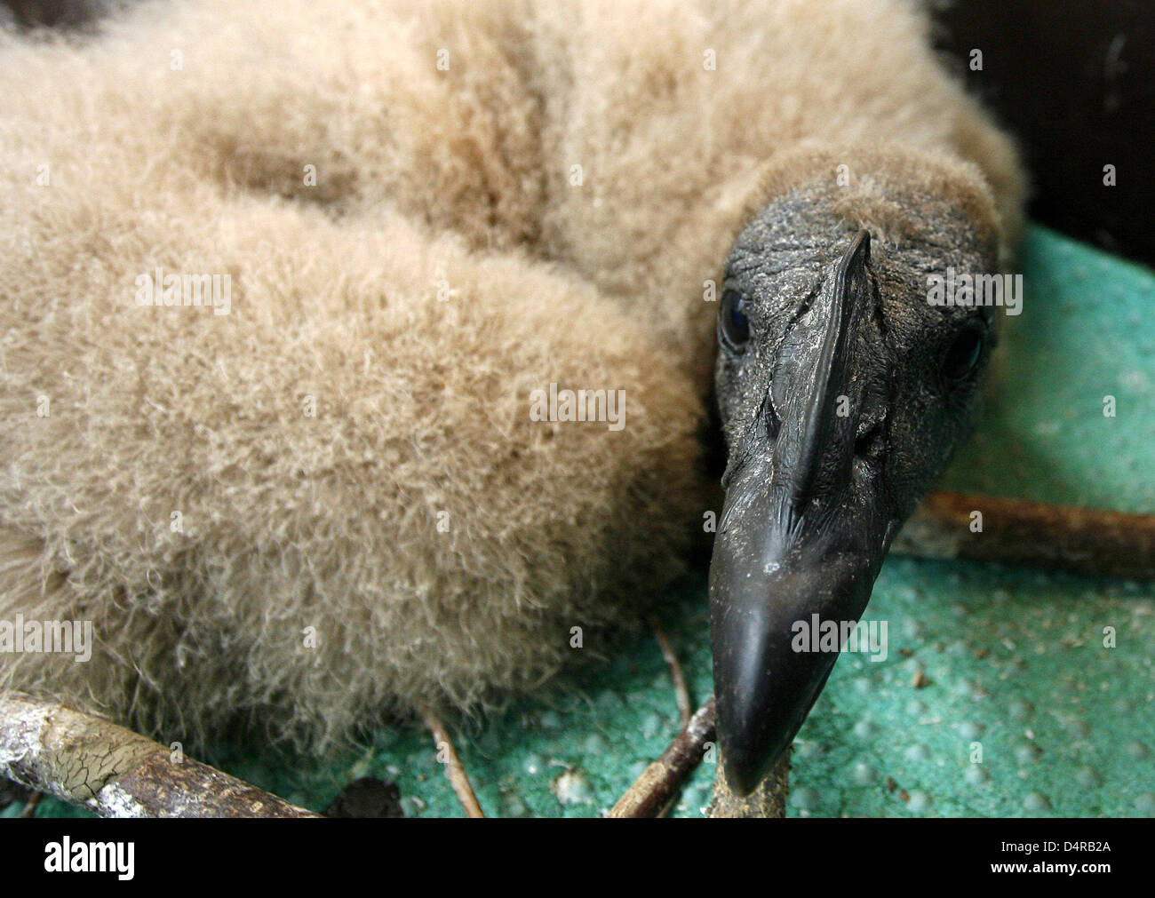 Condor Nest High Resolution Stock Photography and Images - Alamy