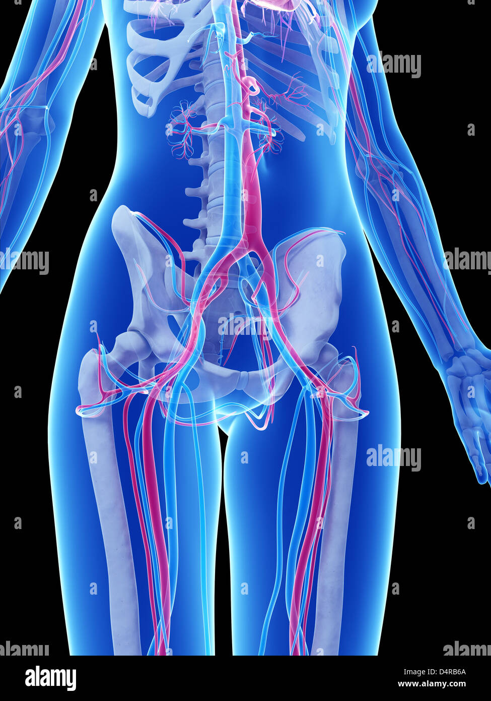 Human vascular system Stock Photo - Alamy