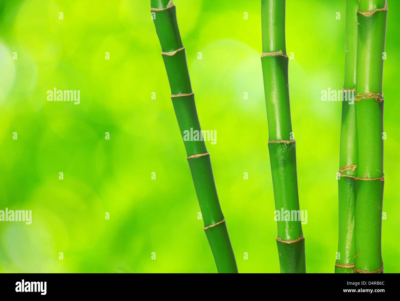 green bamboo isolated on a green background Stock Photo - Alamy
