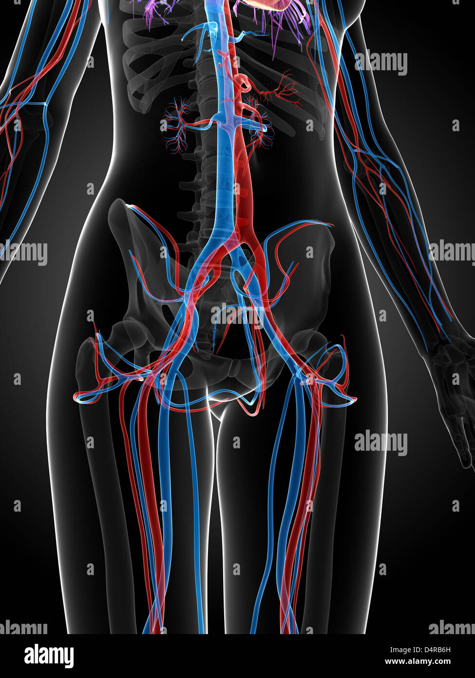 Human vascular system Stock Photo - Alamy