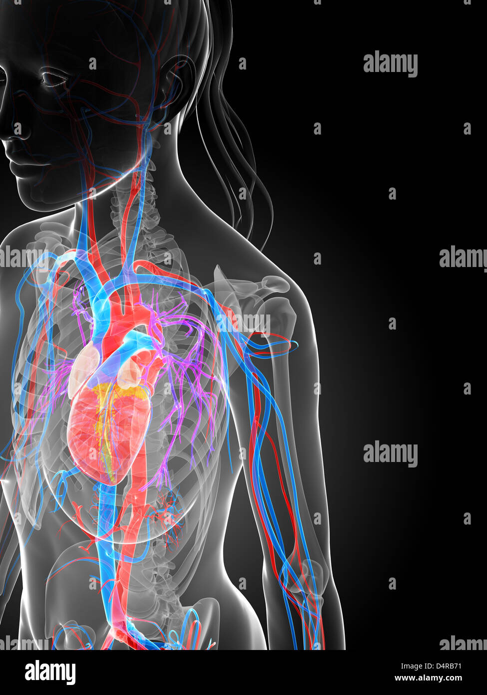 Human vascular system Stock Photo - Alamy