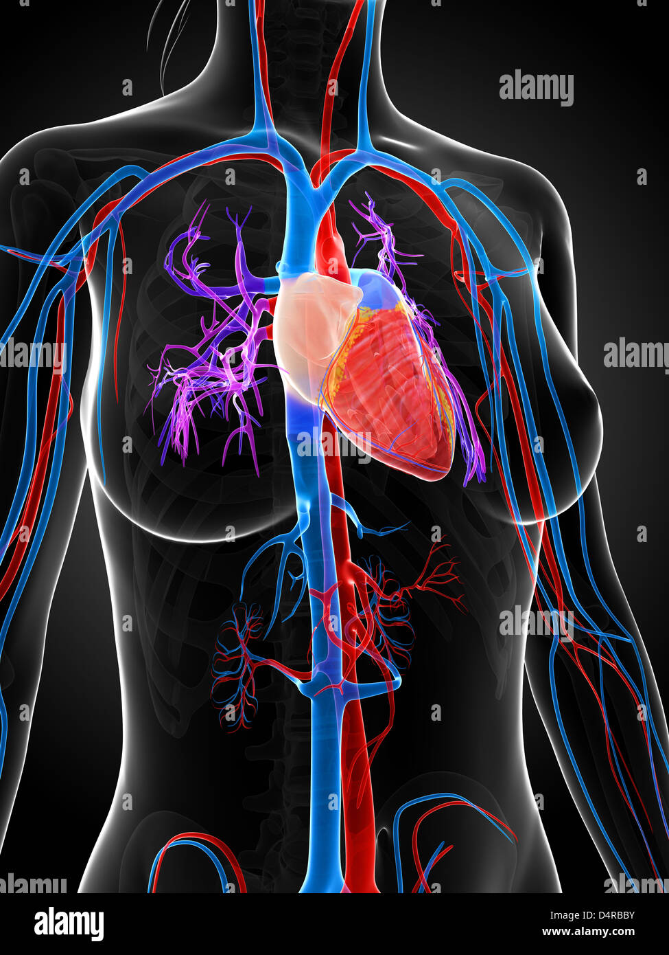 Human vascular system Stock Photo - Alamy