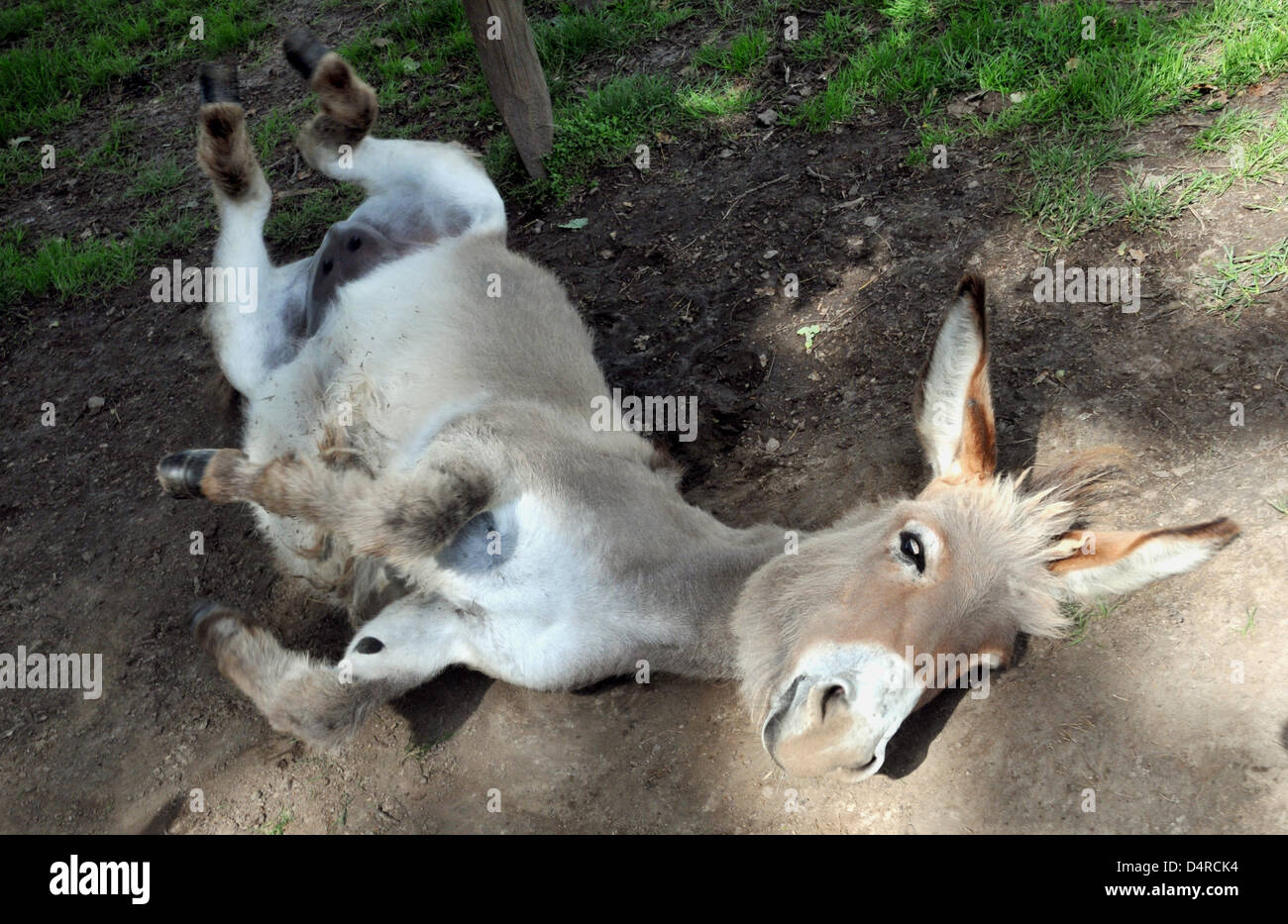 A donkey rolls on the ground in the zoo in Sababurg, Germany, 26 July ...