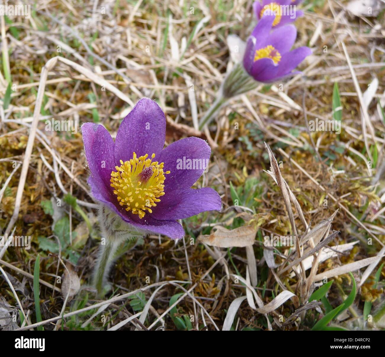 A blooming common pasque flower pictured in a nature reserve near ...