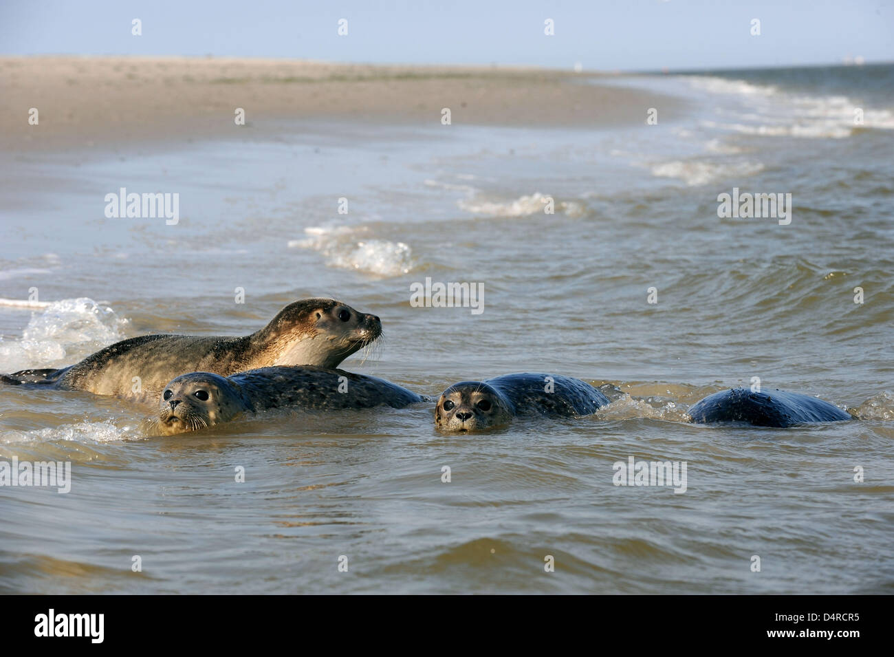 The first seals are reintroduced into the wild on the East Frisian ...