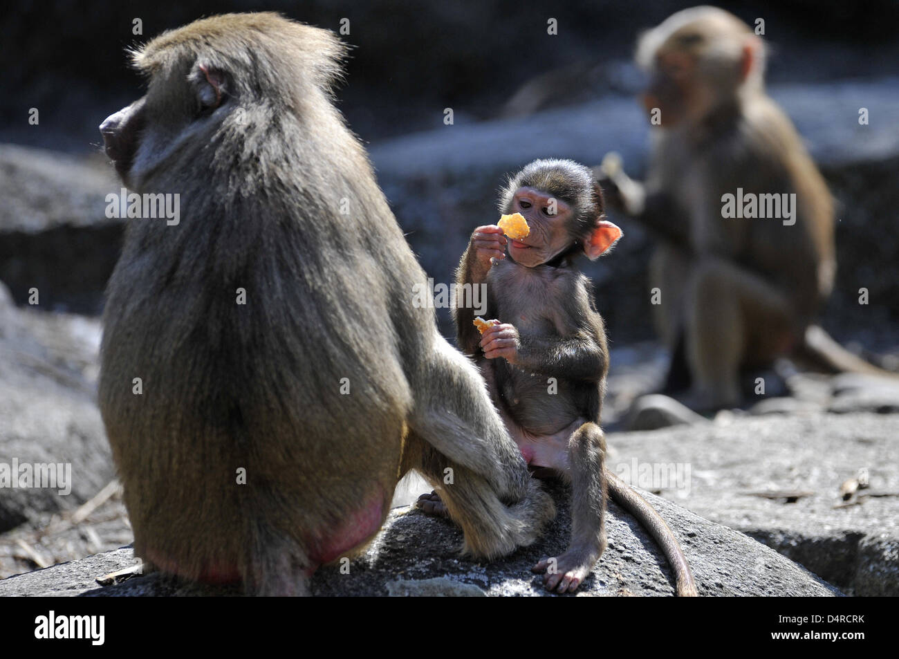 A little Hamadryas baboon eats a cracker next to its mother at ...
