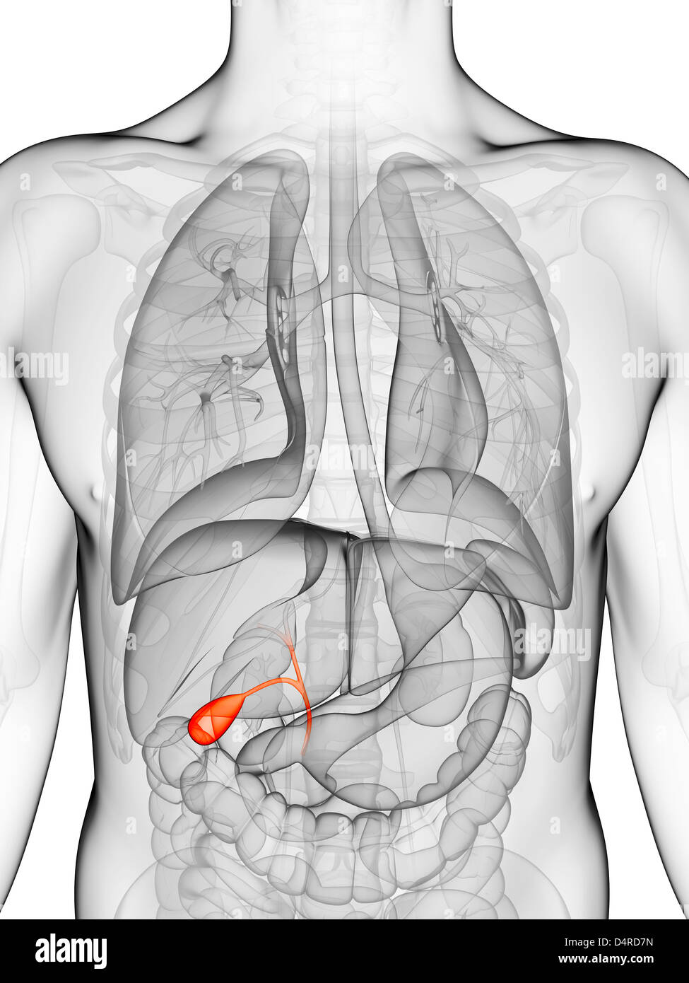 Gall bladder human transparent organ hi-res stock photography and ...