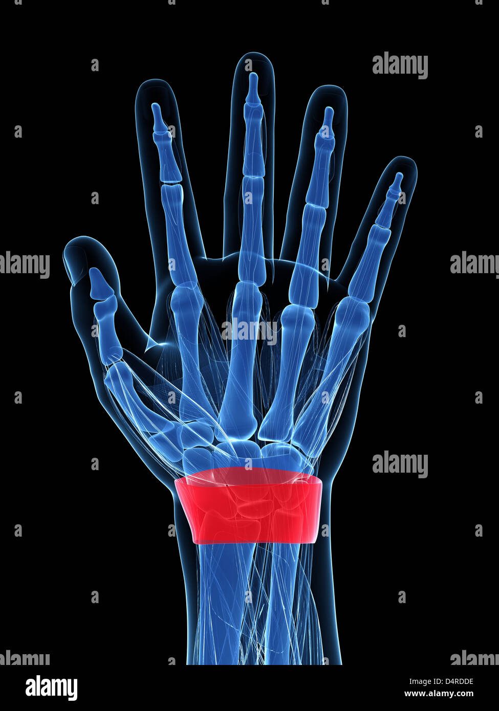 Retinaculum hi-res stock photography and images - Alamy