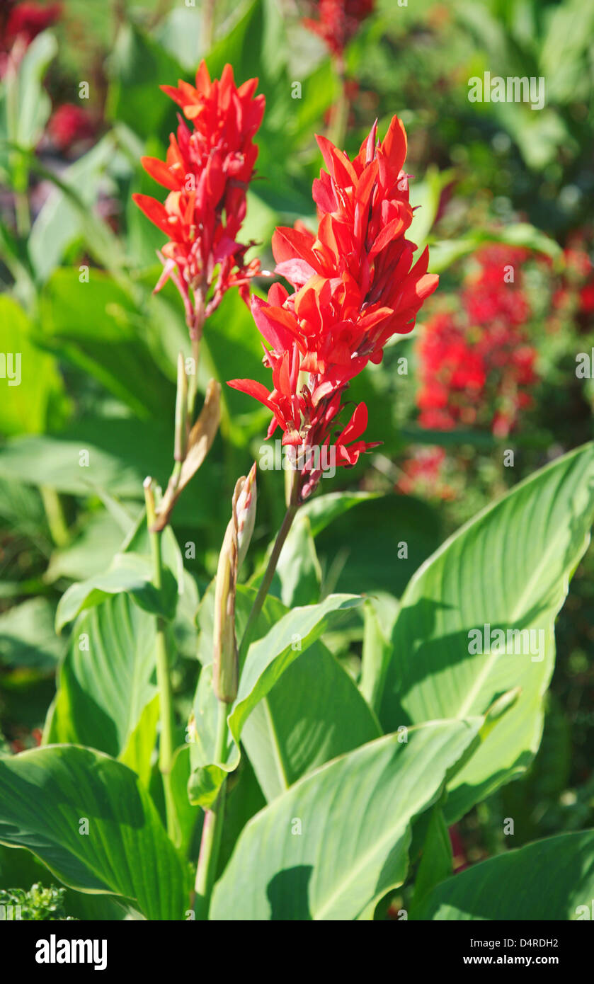 A red Indian shot, a Canna-Indica hybrid called ?President?, pictured ...