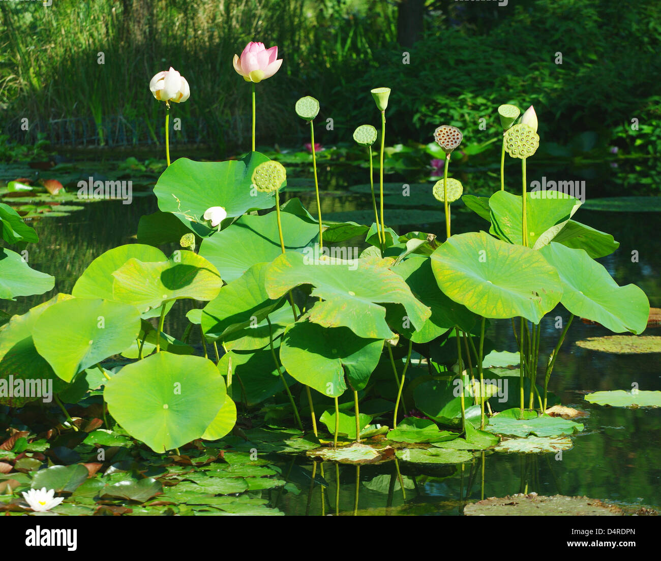 Rose-blossomed lotus (lat. Nelumbo nucifera) pictured in the ...