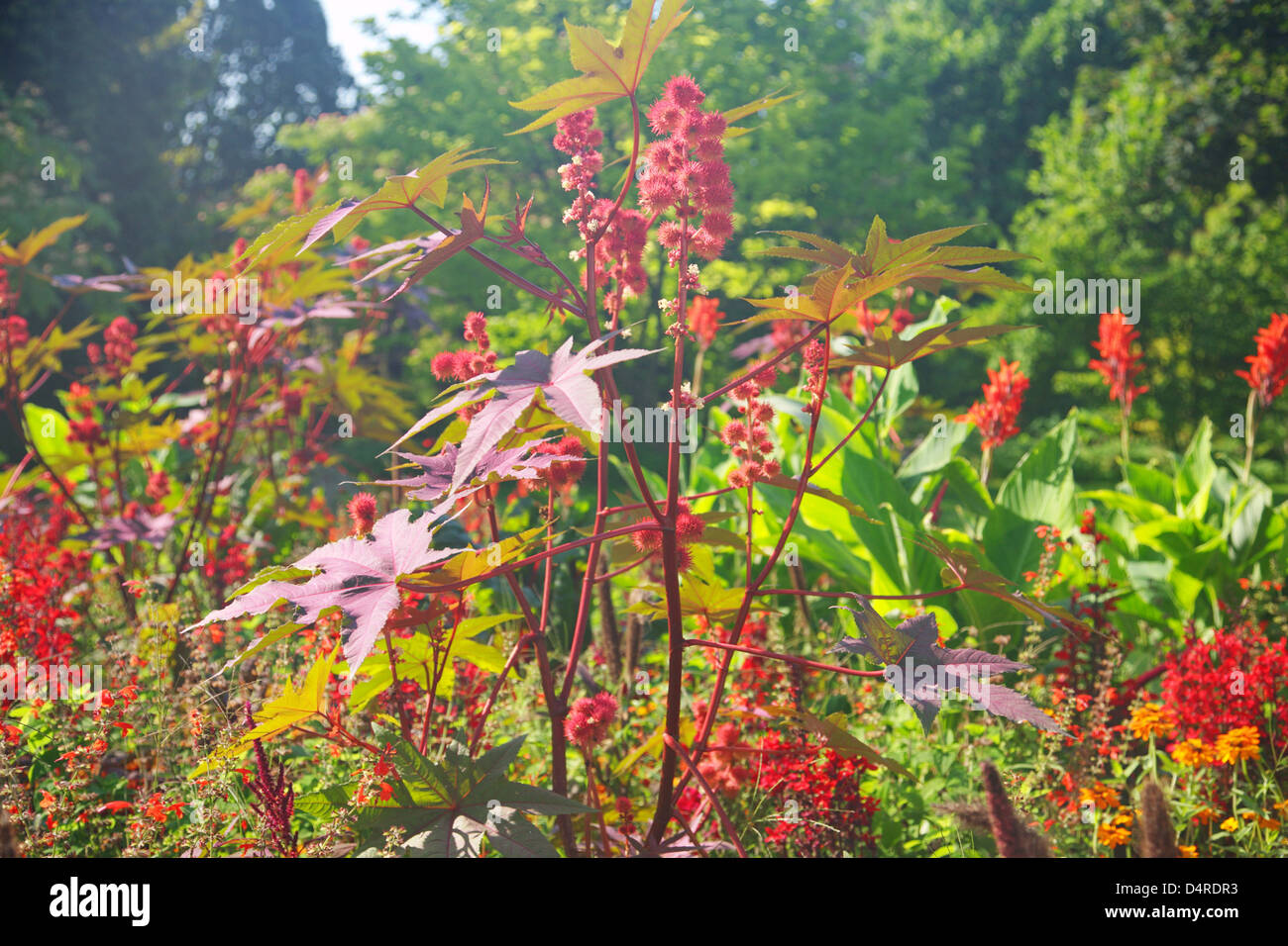 Red-blossomed plants pictured in a flower bed in the Palmengarten in ...