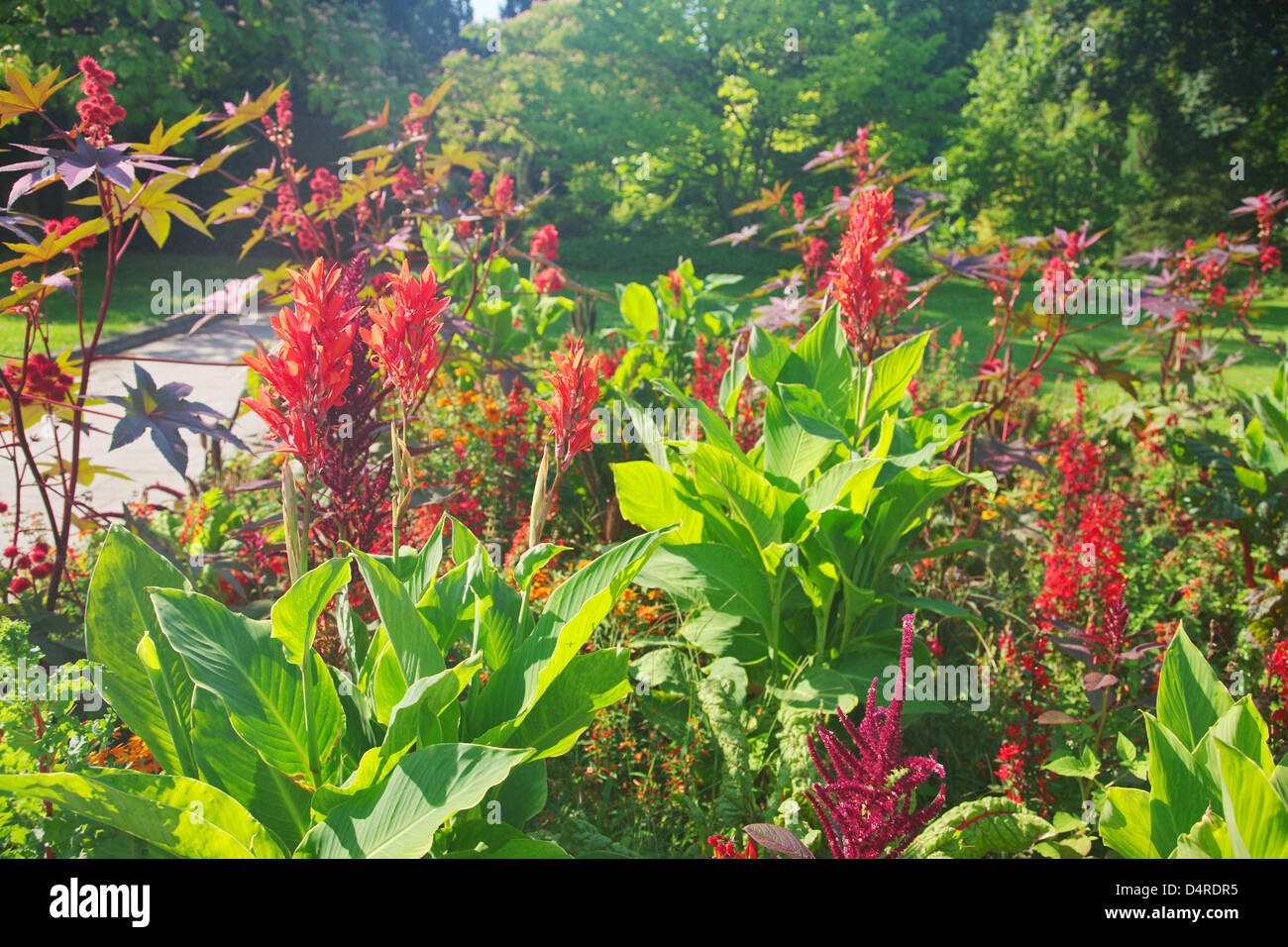 Red-blossomed plants pictured in a flower bed in the Palmengarten in ...