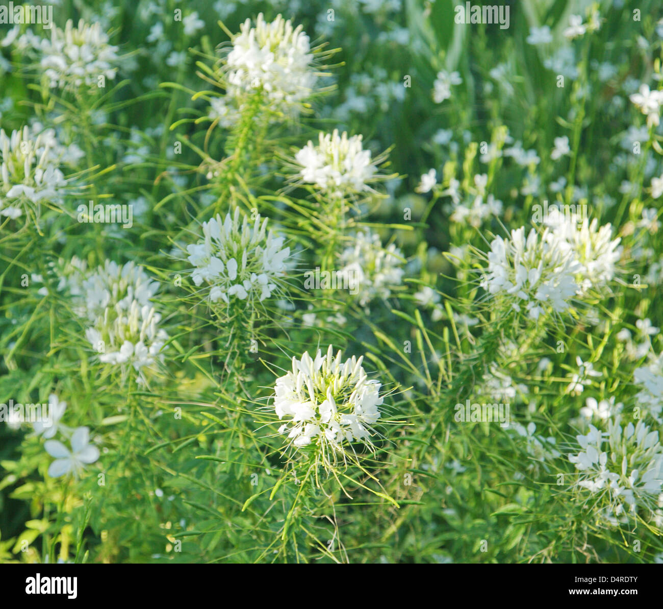 A white-blossomed spiny spiderflower (lat.: Cleome spinosa) pictured in ...