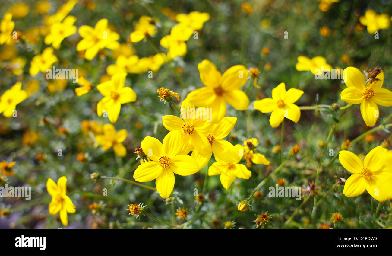 A yellow-blossomed apache beggarticks (lat.: Bidens ferulifolia ...
